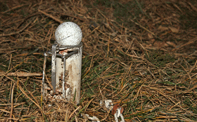 Petska Fur | Your home for quality fur