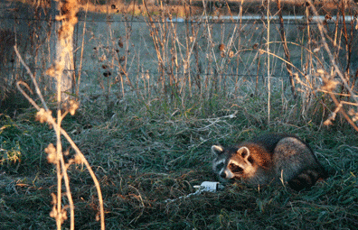 Petska Fur | Your home for quality fur