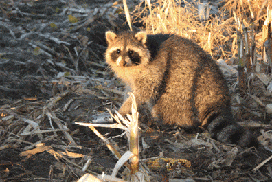 Petska Fur | Your home for quality fur